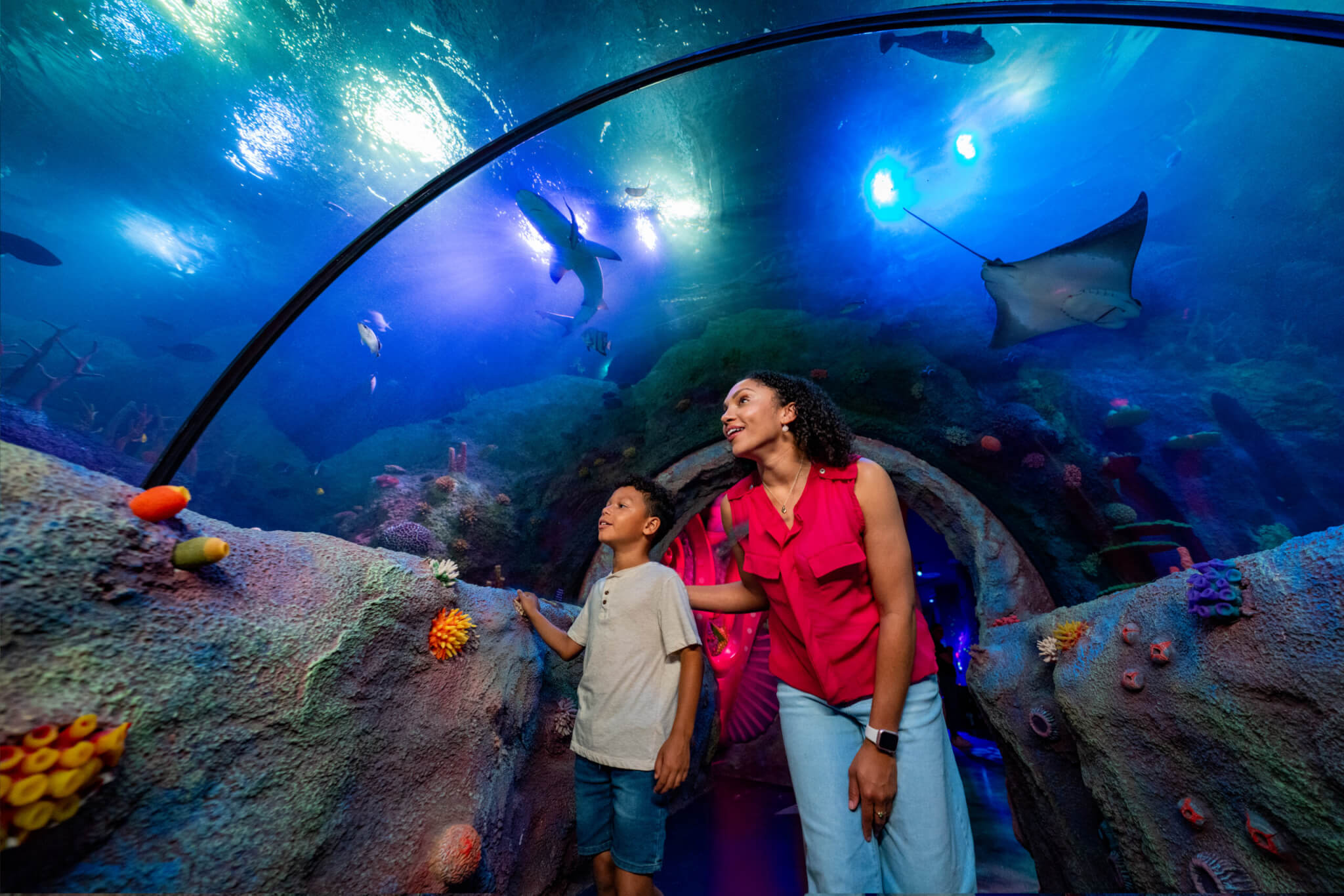 SEA LIFE Florida Makes a Splash with Grand Opening Inside LEGOLAND ...