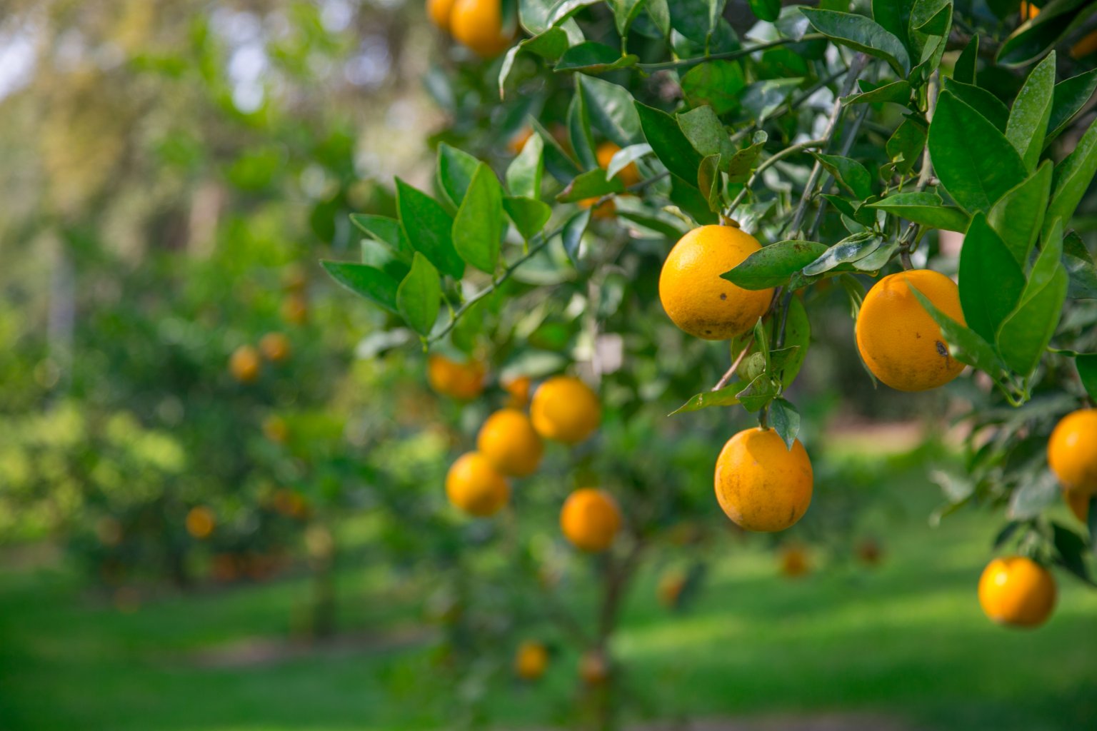 Peace River Citrus Products Expansion a Boon For Bartow and Polk County ...